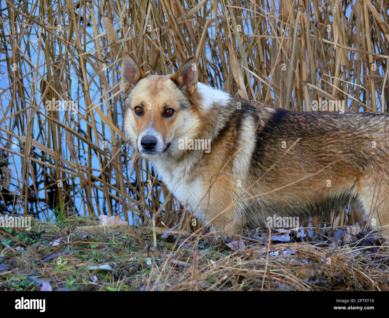 Cute, unusual and a good dog in Ukraine Stock Photo - Alamy