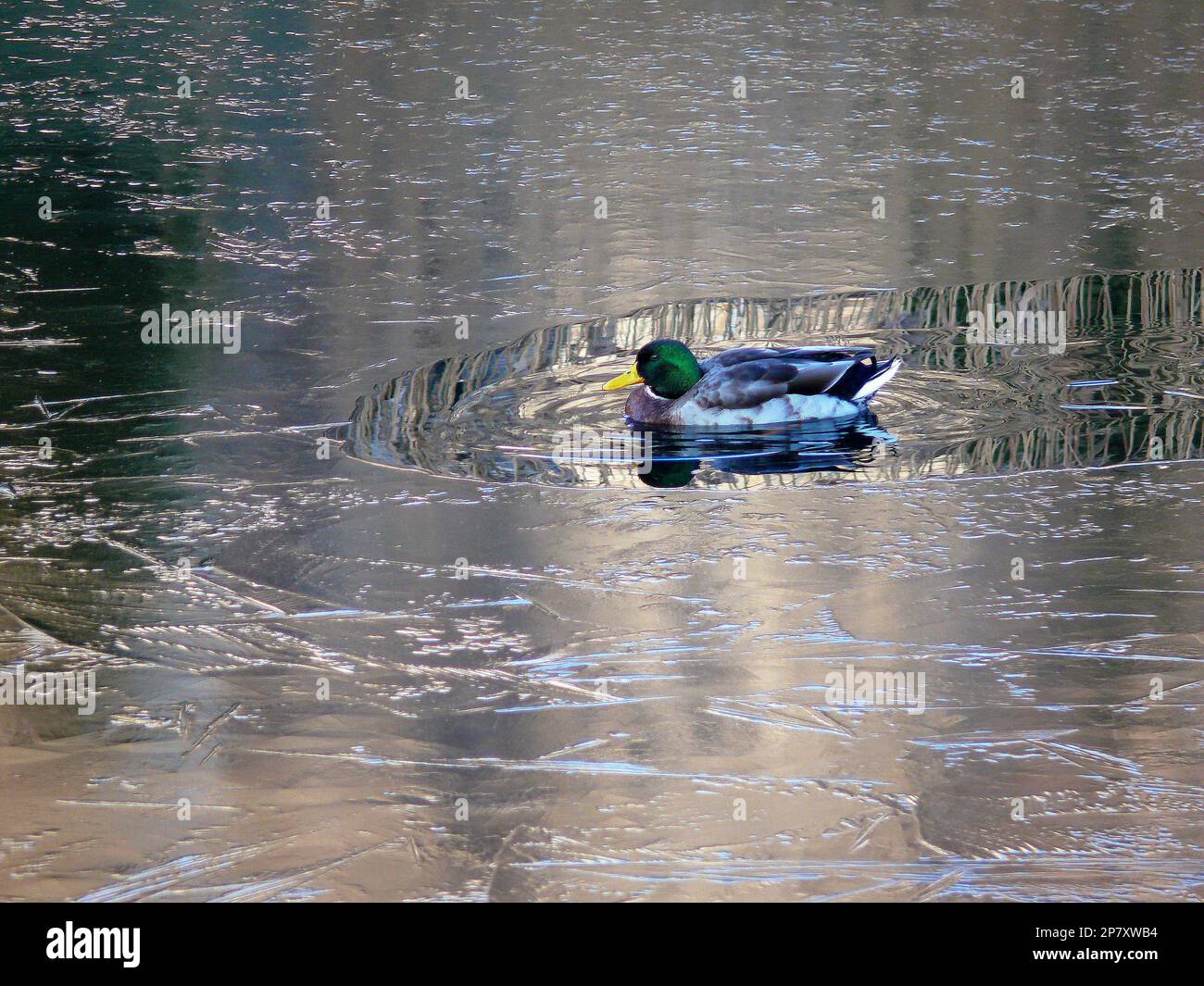 Good duck hi-res stock photography and images - Alamy