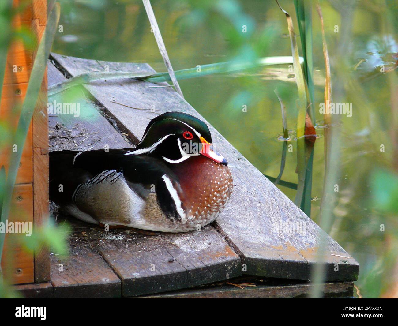 Good duck hi-res stock photography and images - Alamy