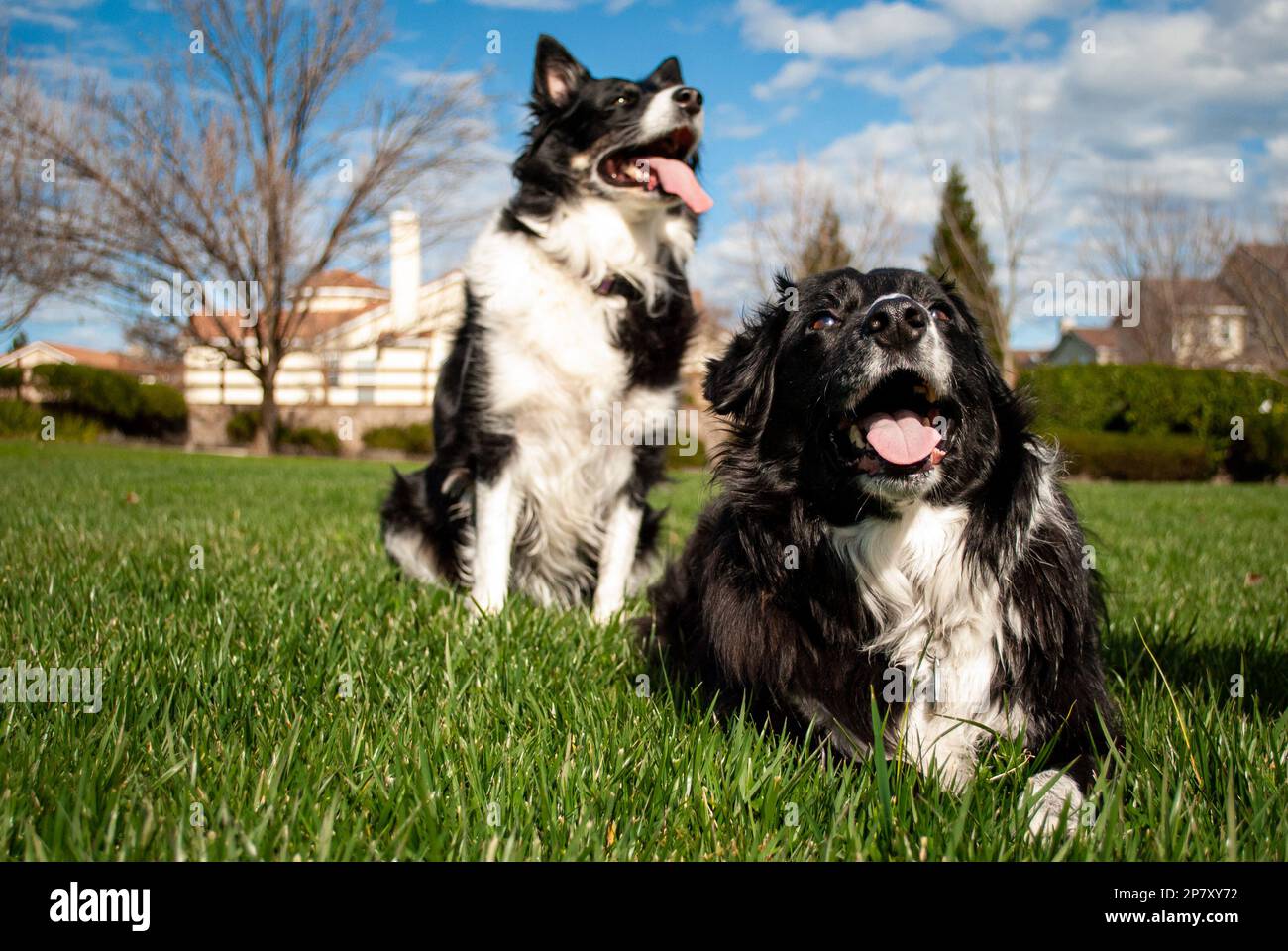 Border collie dogs playing in the grass Stock Photo - Alamy