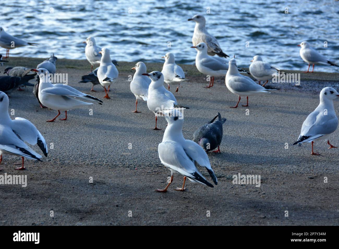 Composite of a large group of wildlife zoo animals Stock Photo - Alamy