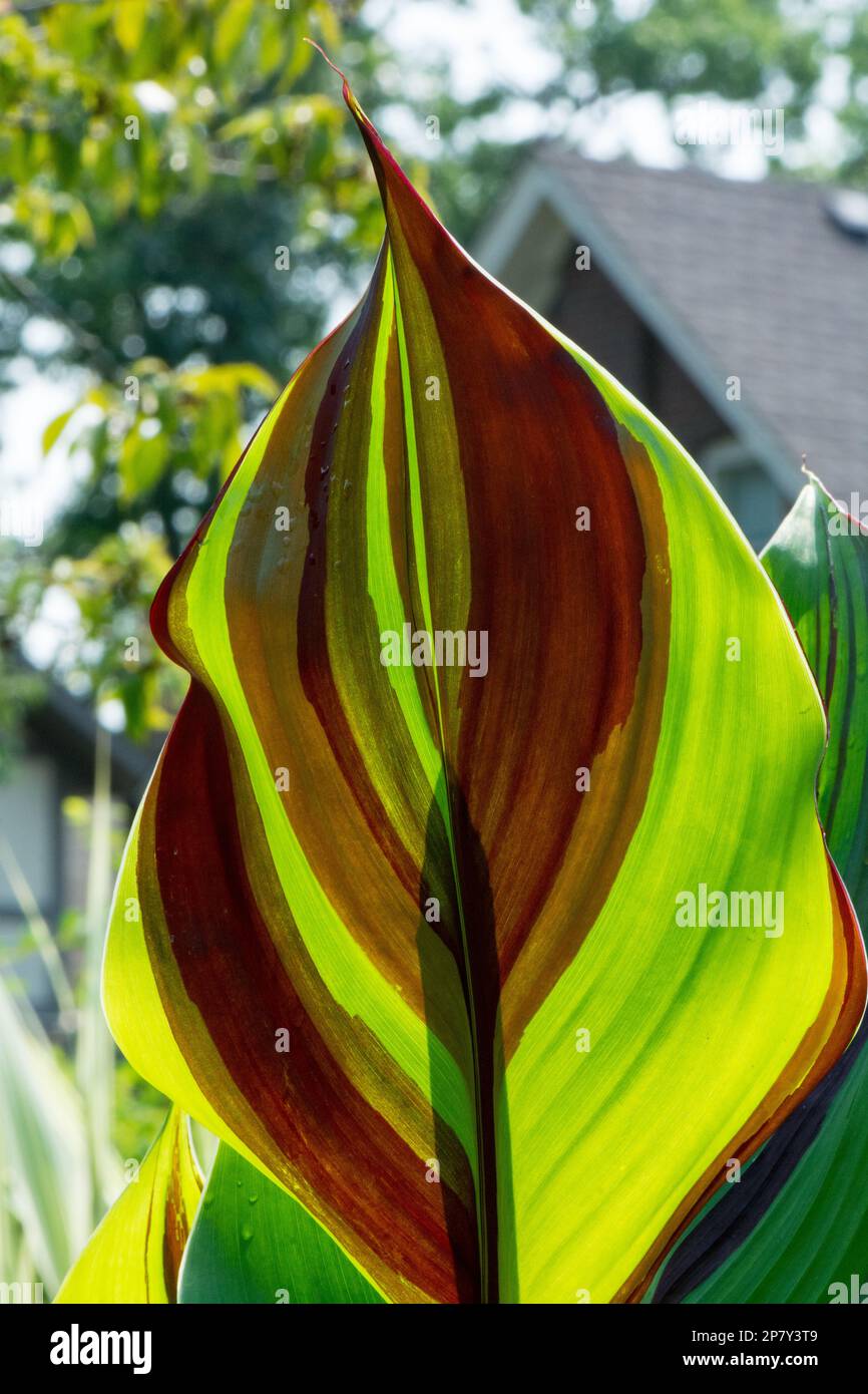 The randomly patterned leaves of a Canna 'Cleopatra'. The name possibly ...