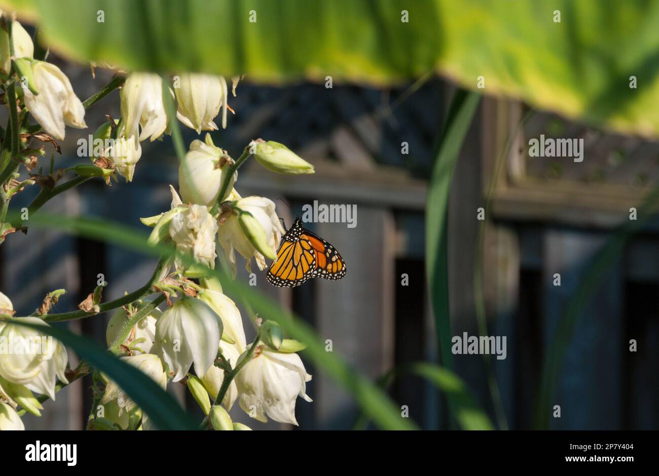 Toronto Canada - A monarch butterfly (Danaus plexippus) feeding on the ...