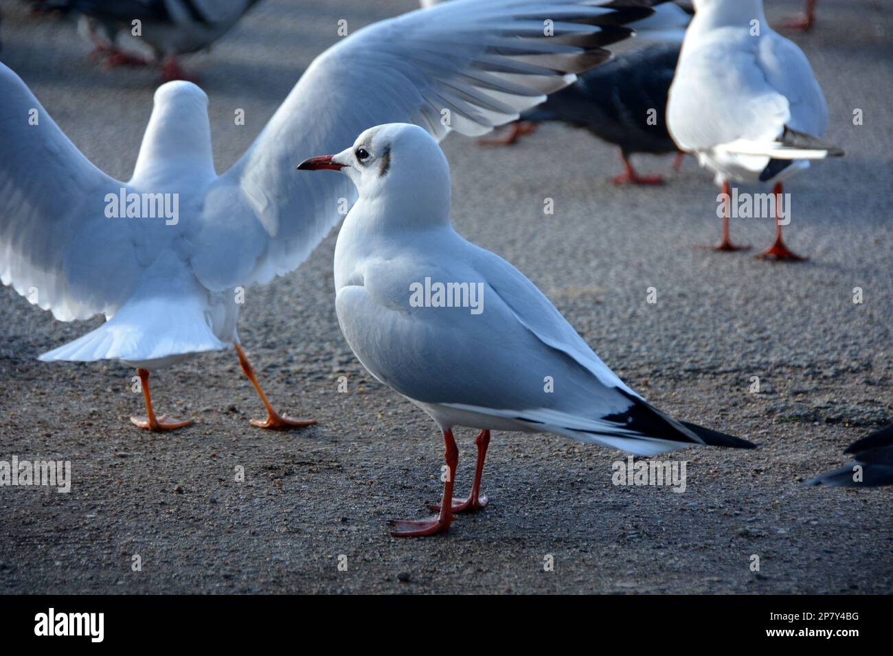 Composite of a large group of wildlife zoo animals Stock Photo - Alamy