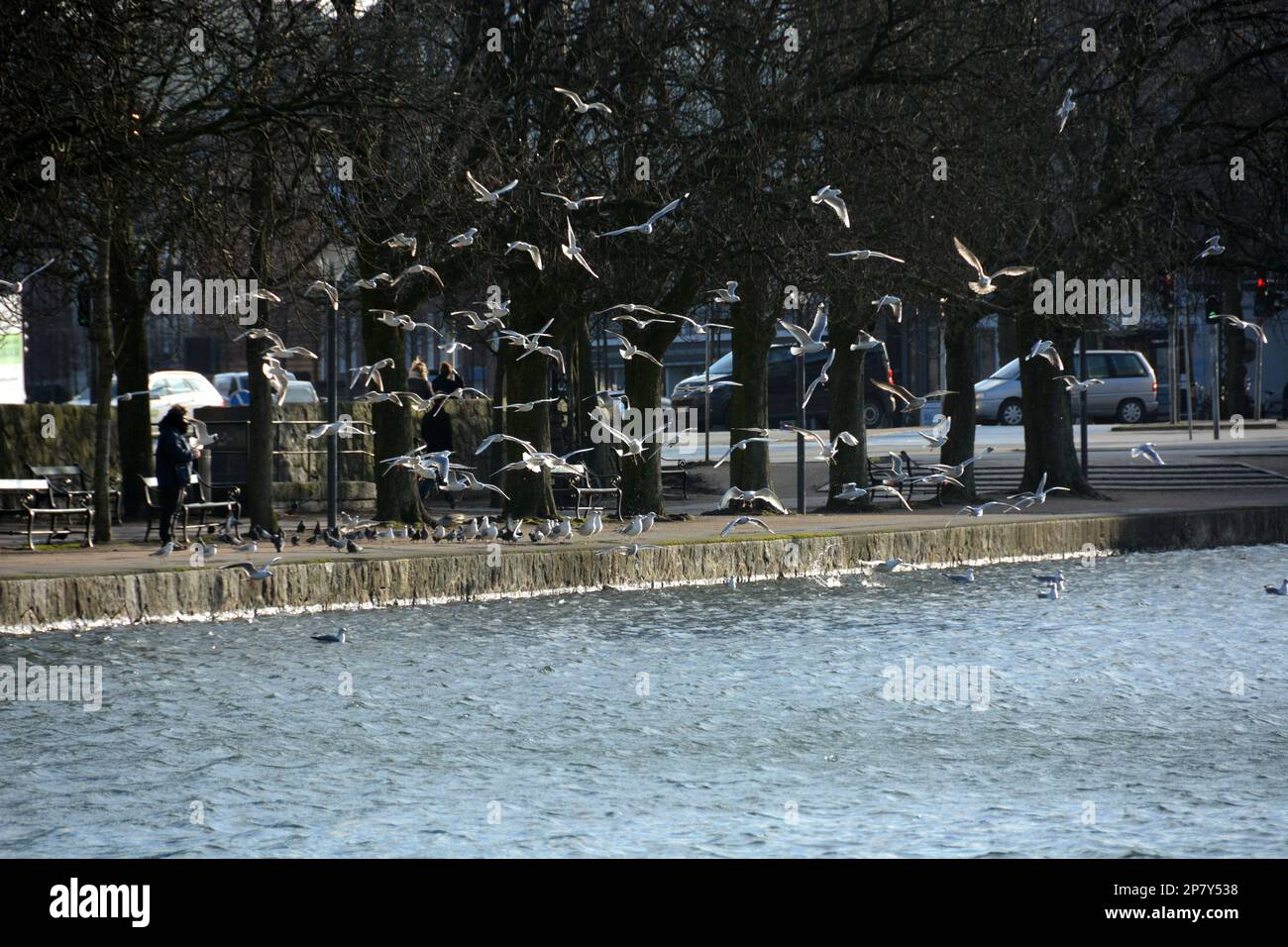 Composite of a large group of wildlife zoo animals Stock Photo - Alamy