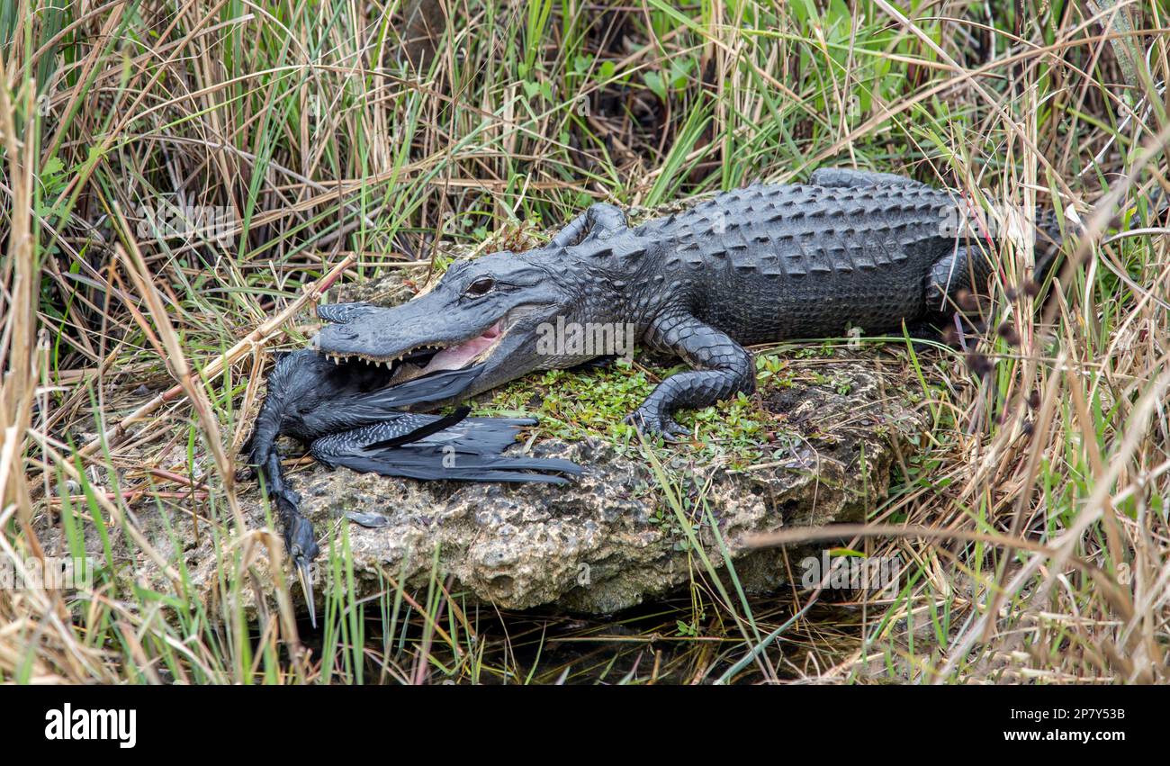 American alligator eating an anhinga (aquatic bird) -Everglades ...