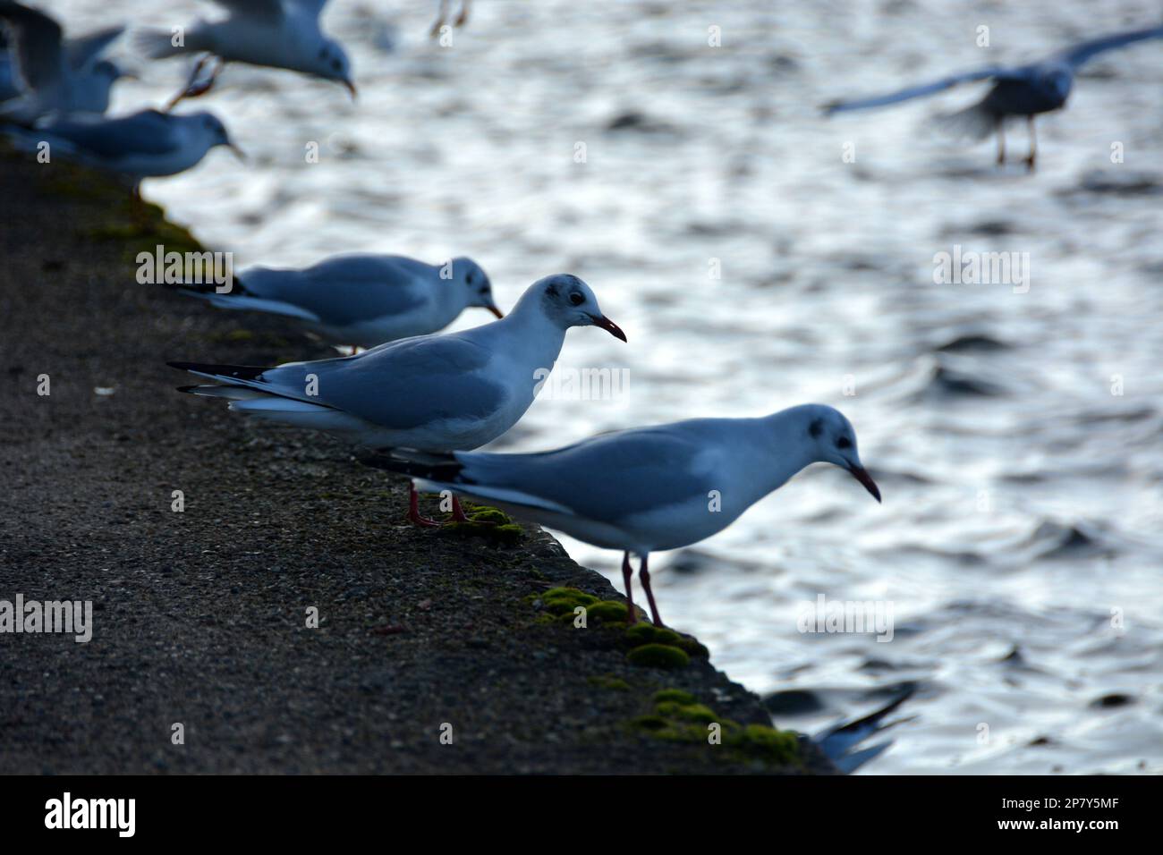 Composite of a large group of wildlife zoo animals Stock Photo - Alamy