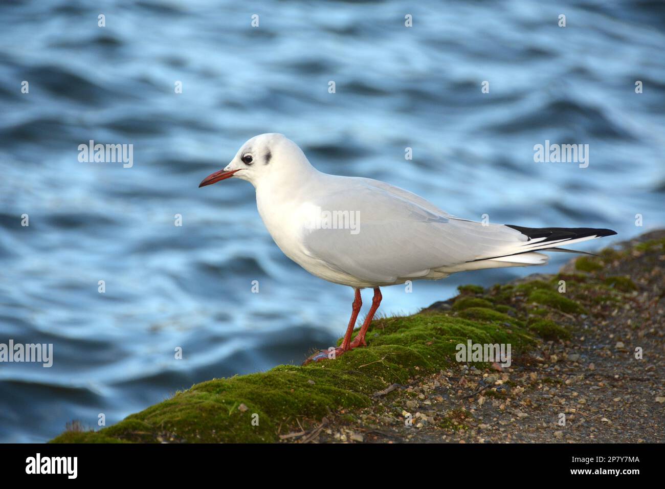 Composite of a large group of wildlife zoo animals Stock Photo - Alamy
