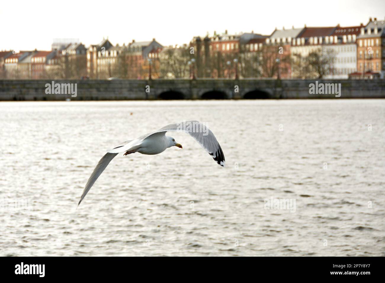 Composite of a large group of wildlife zoo animals Stock Photo - Alamy