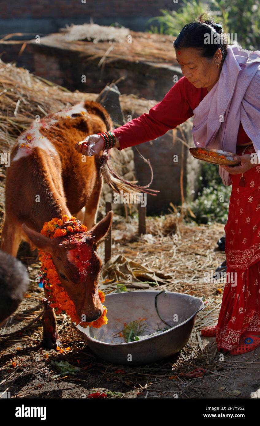 A Nepalese devotee performs rituals during the Tihar festival in ...