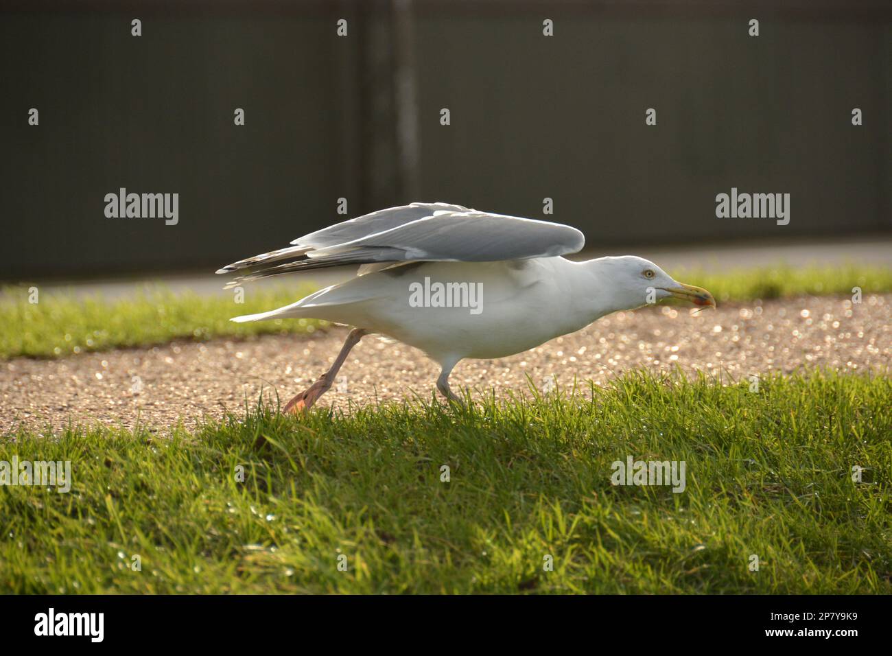 Composite of a large group of wildlife zoo animals Stock Photo - Alamy