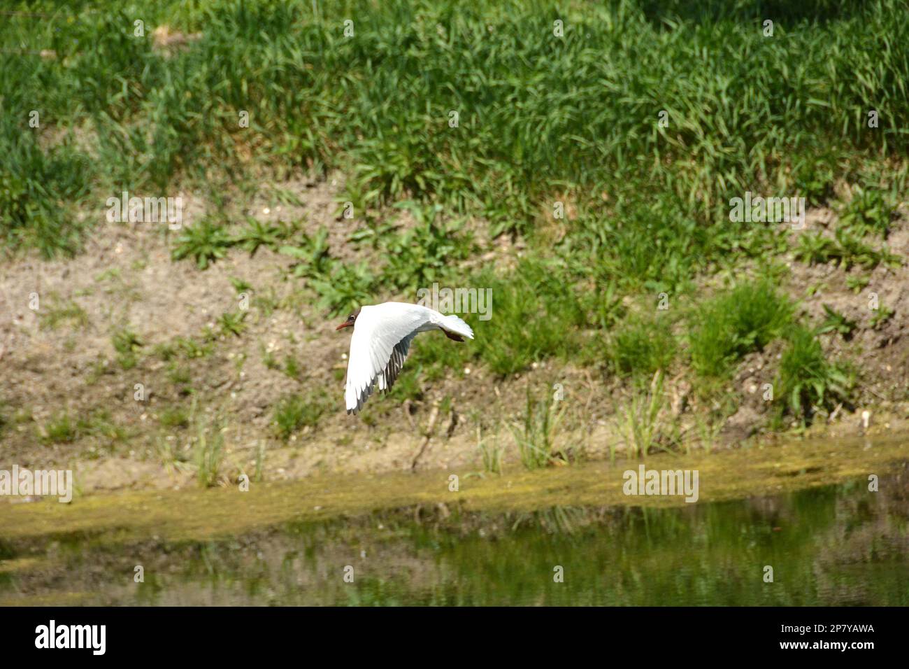 Composite of a large group of wildlife zoo animals Stock Photo - Alamy