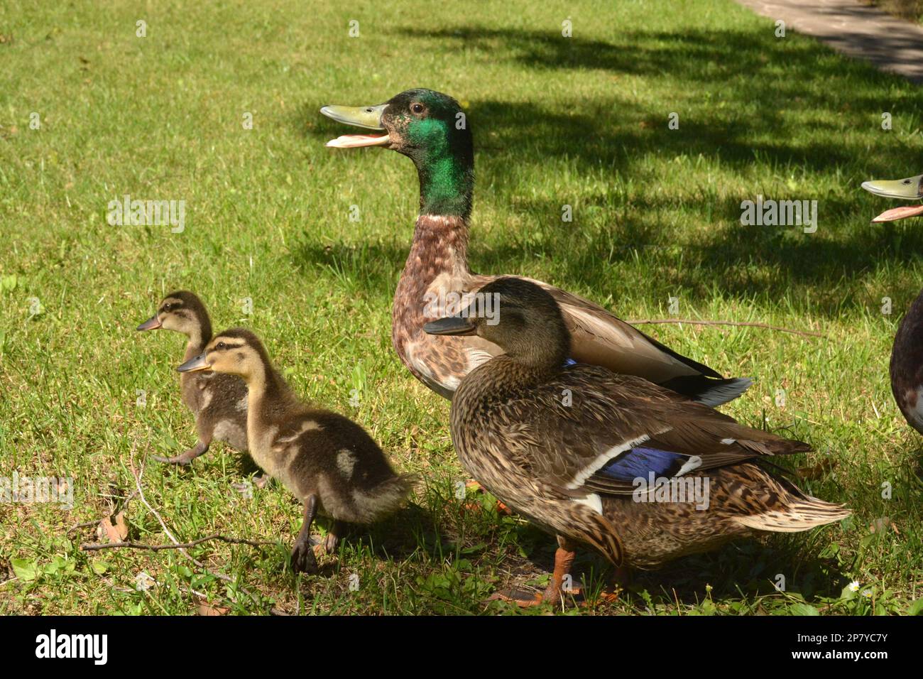 Composite of a large group of wildlife zoo animals Stock Photo - Alamy