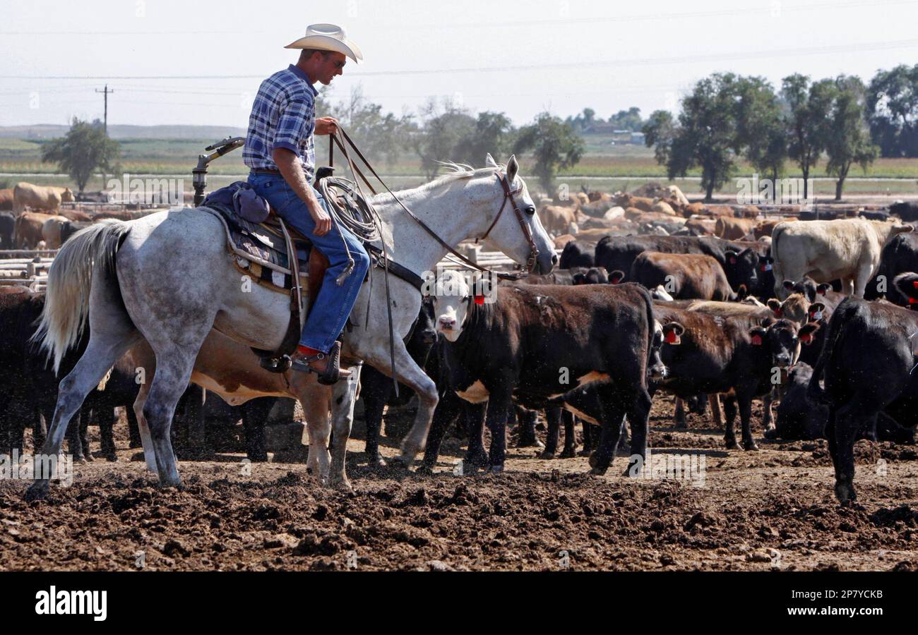 This Aug. 28, 2009 photo shows Justin Greenlee inspecting cattle on the ...