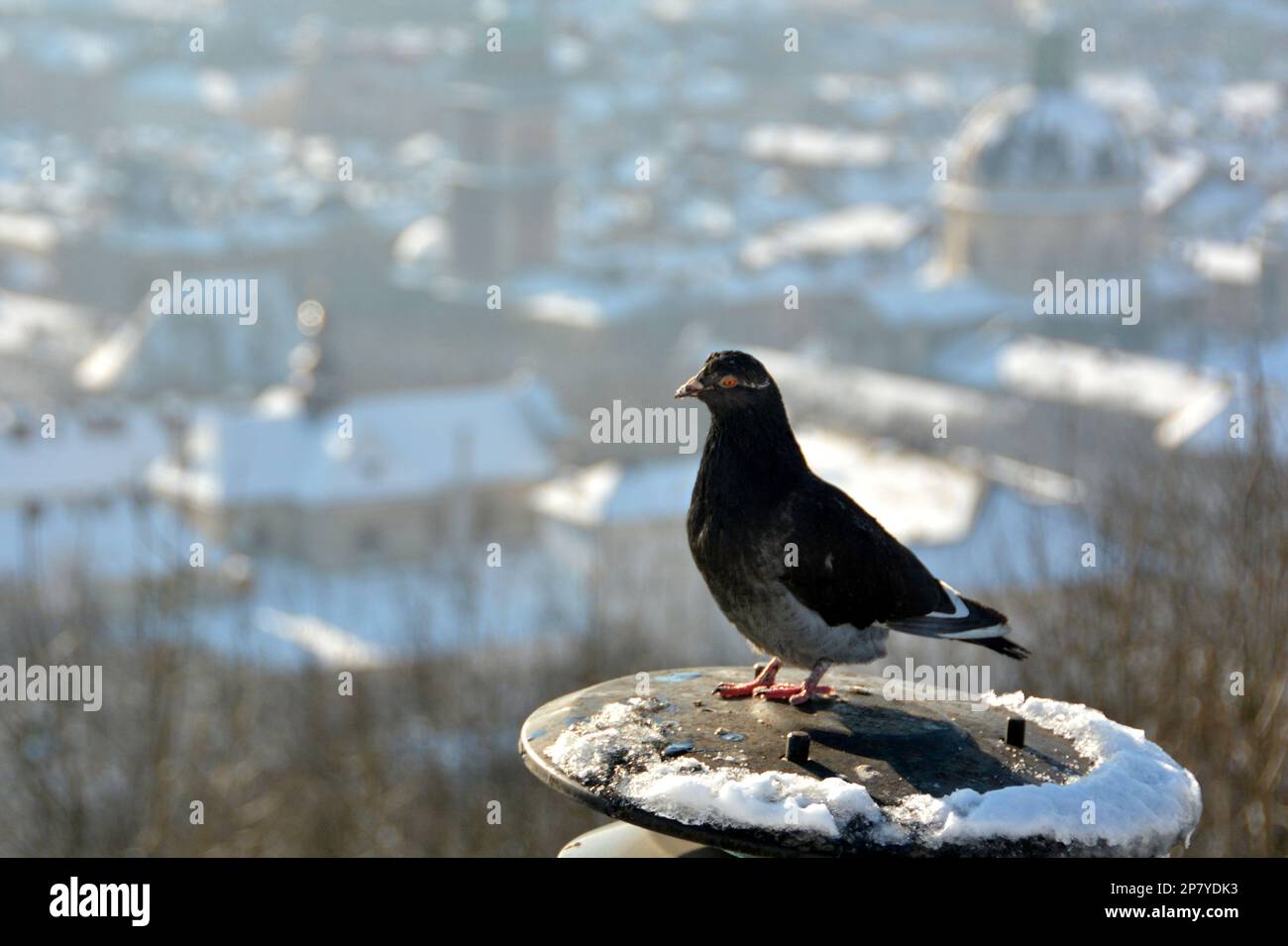 Composite of a large group of wildlife zoo animals Stock Photo - Alamy