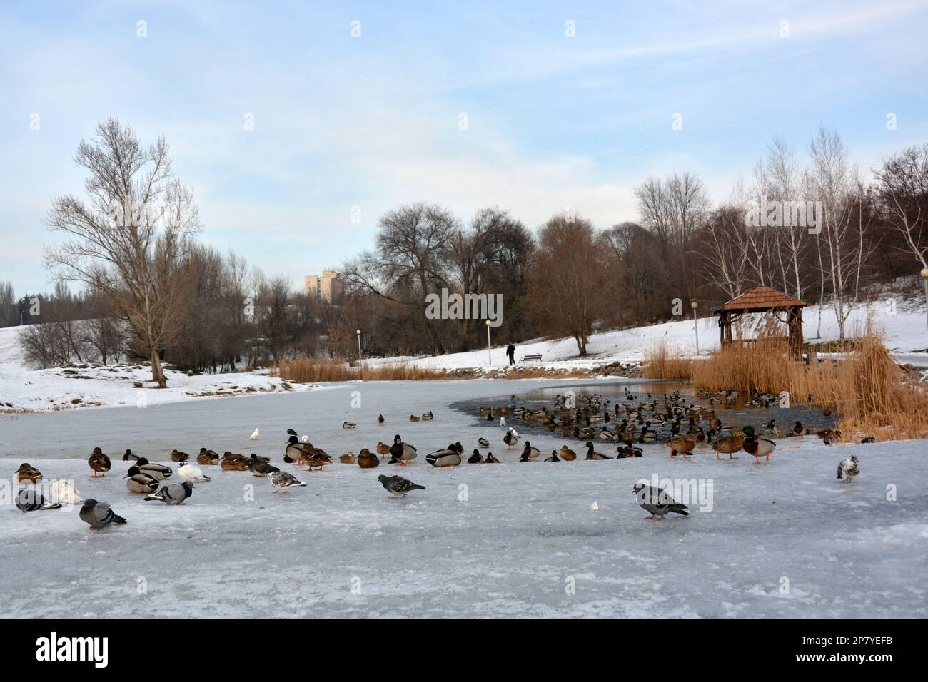 Composite of a large group of wildlife zoo animals Stock Photo - Alamy