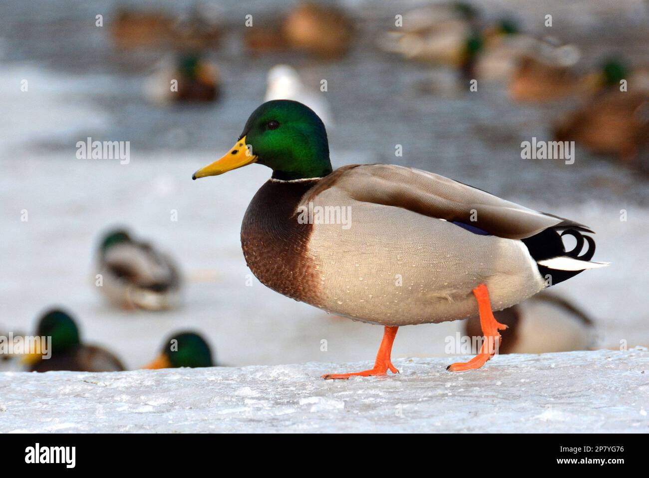 Composite of a large group of wildlife zoo animals Stock Photo - Alamy