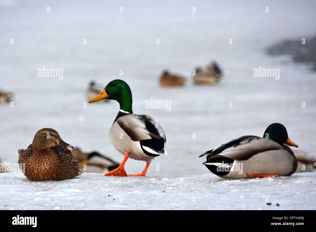 Composite of a large group of wildlife zoo animals Stock Photo - Alamy