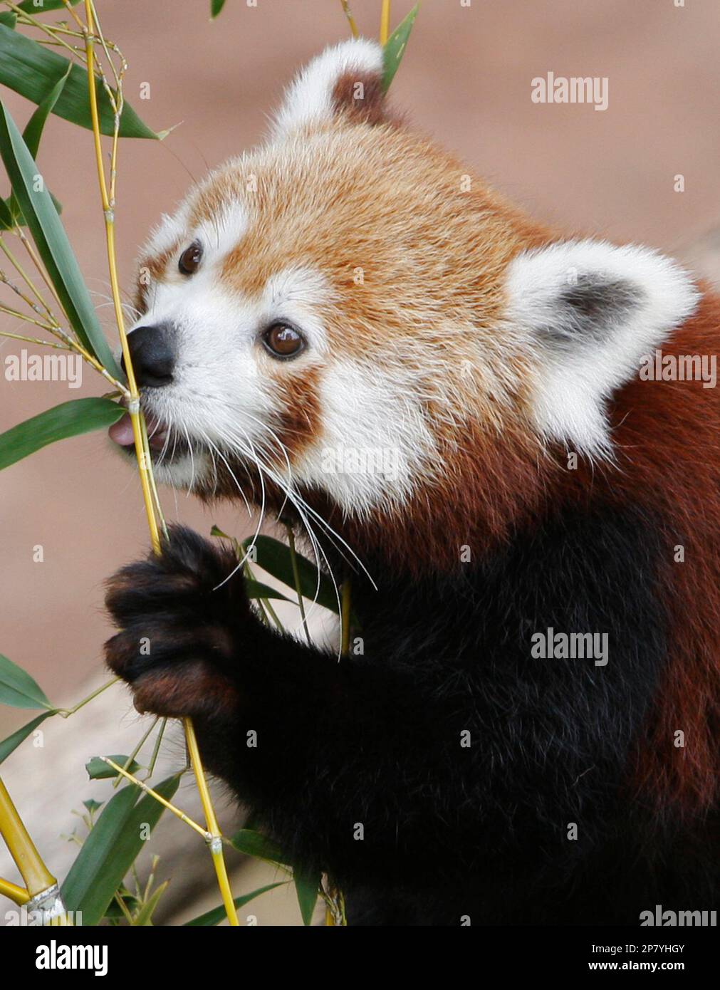 A red panda at the Oklahoma City Zoo takes a bite of bamboo at the zoo ...