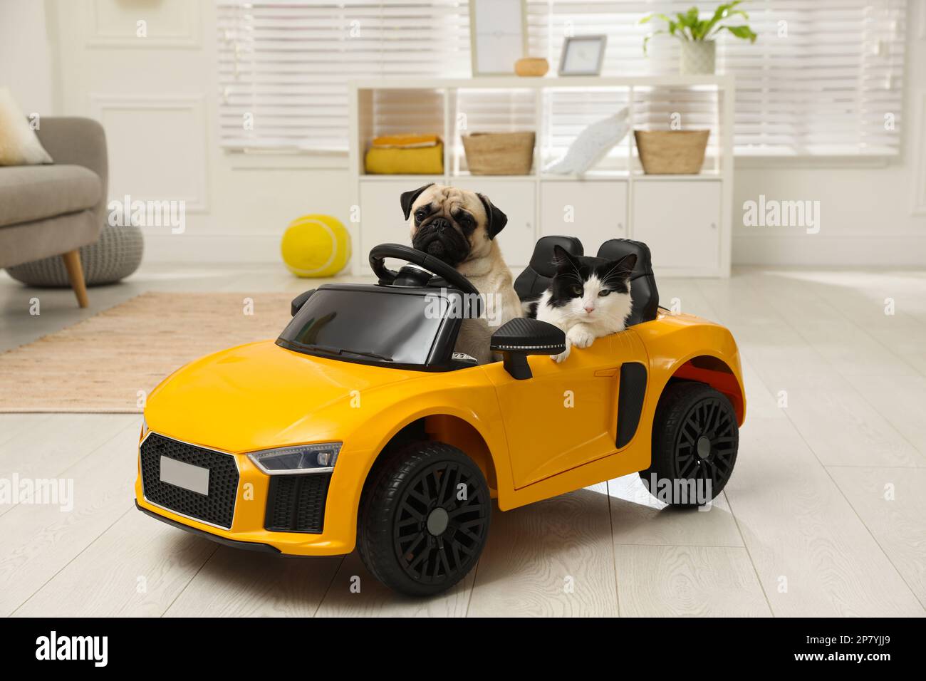 Dog driving cat hi-res stock photography and images - Alamy