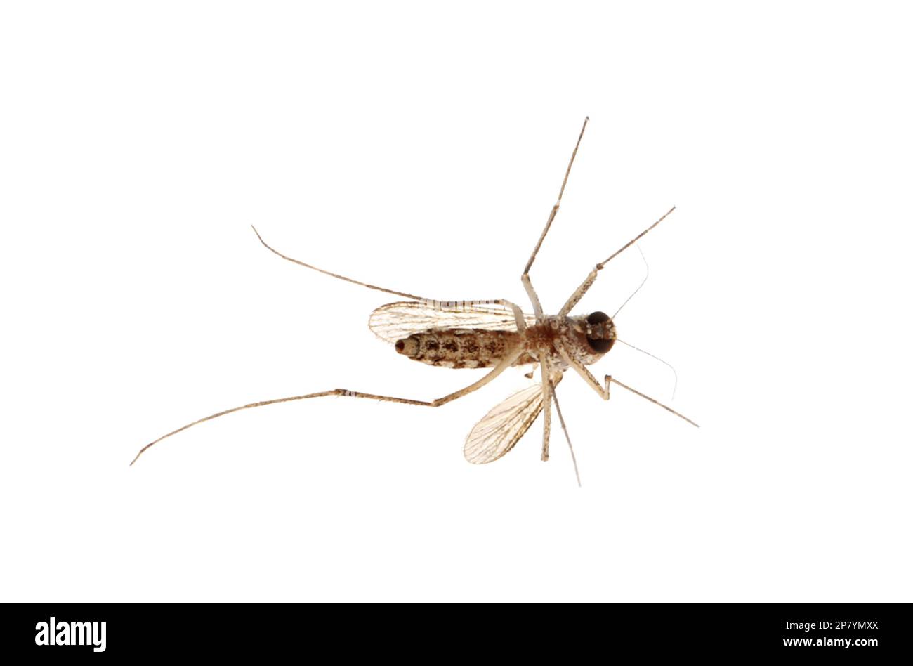 Top view insect closeup Cut Out Stock Images & Pictures - Alamy