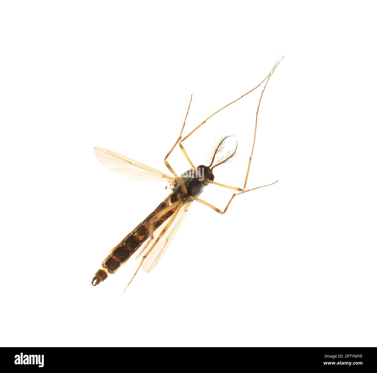 Closeup view of mosquito on white background Stock Photo - Alamy