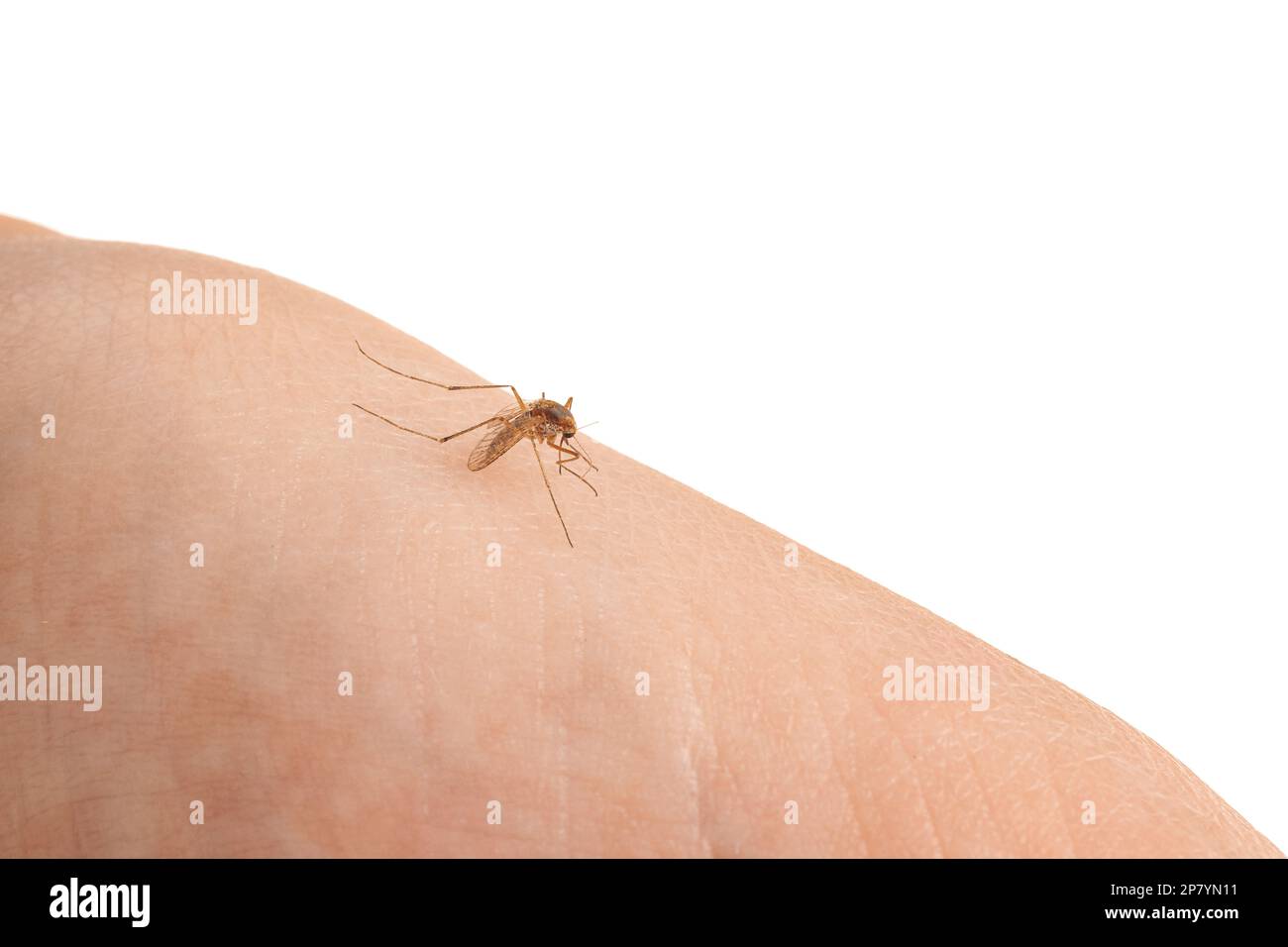 Mosquito on human's skin against white background, closeup Stock Photo ...