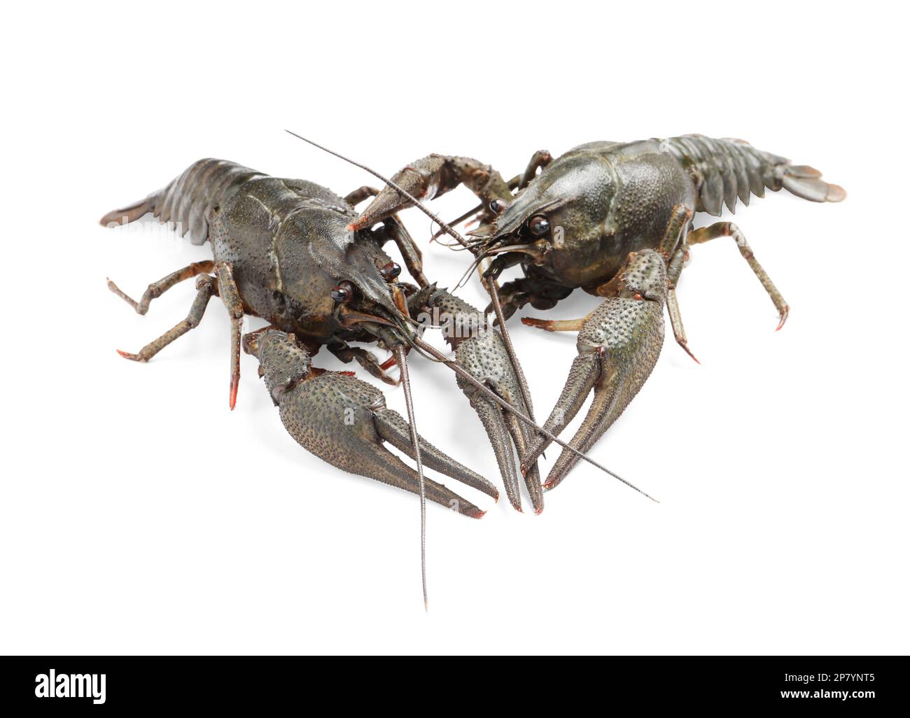 Two fresh raw crayfishes on white background Stock Photo - Alamy