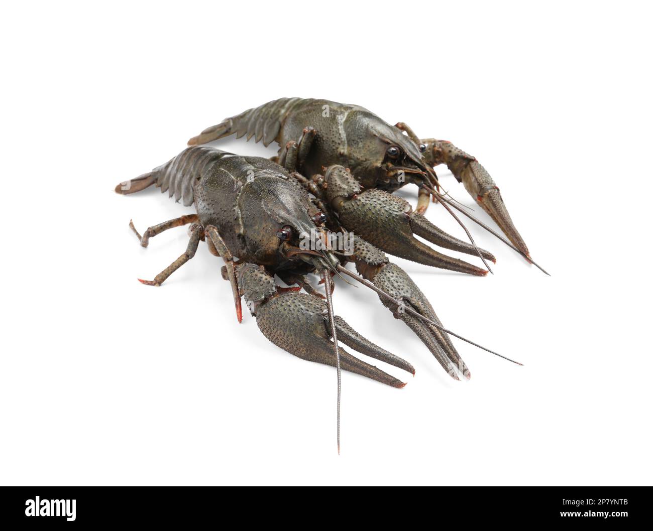 Two fresh raw crayfishes on white background Stock Photo - Alamy
