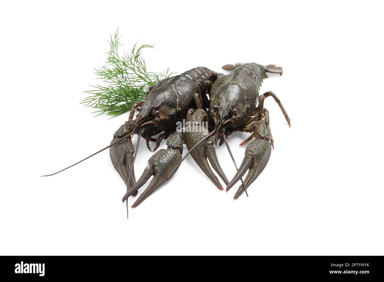 Two fresh raw crayfishes with dill on white background Stock Photo - Alamy