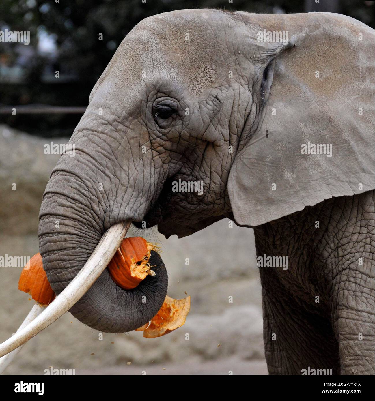 An elephant munches a pumpkin in the Zoo in Basel, Wednesday, Oct. 14 ...