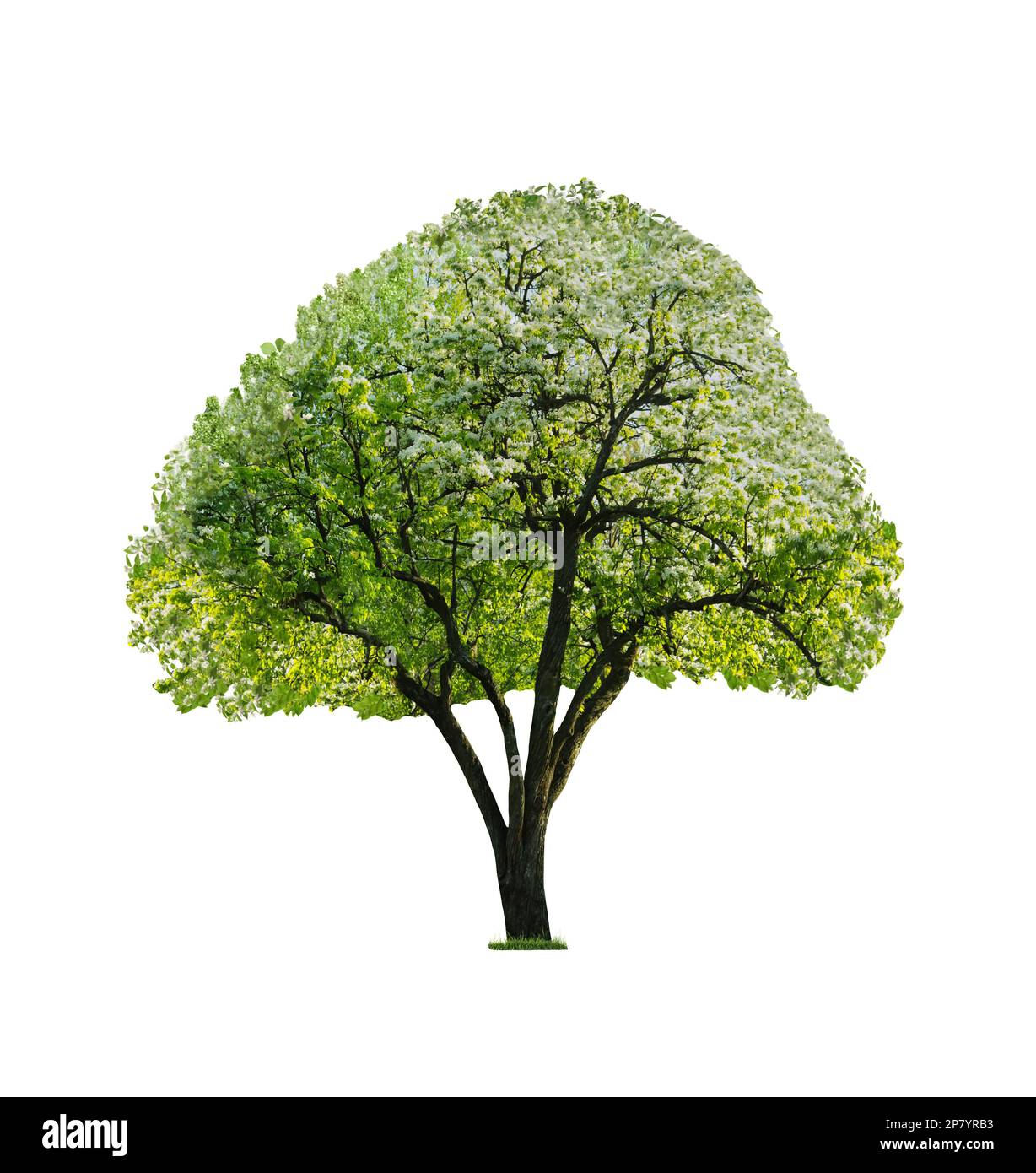View on beautiful trees Cut Out Stock Images & Pictures - Alamy