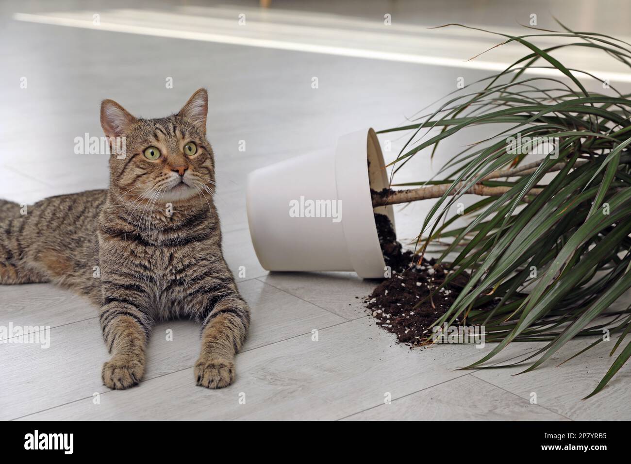 Mischievous cat near overturned houseplant on floor indoors Stock Photo ...