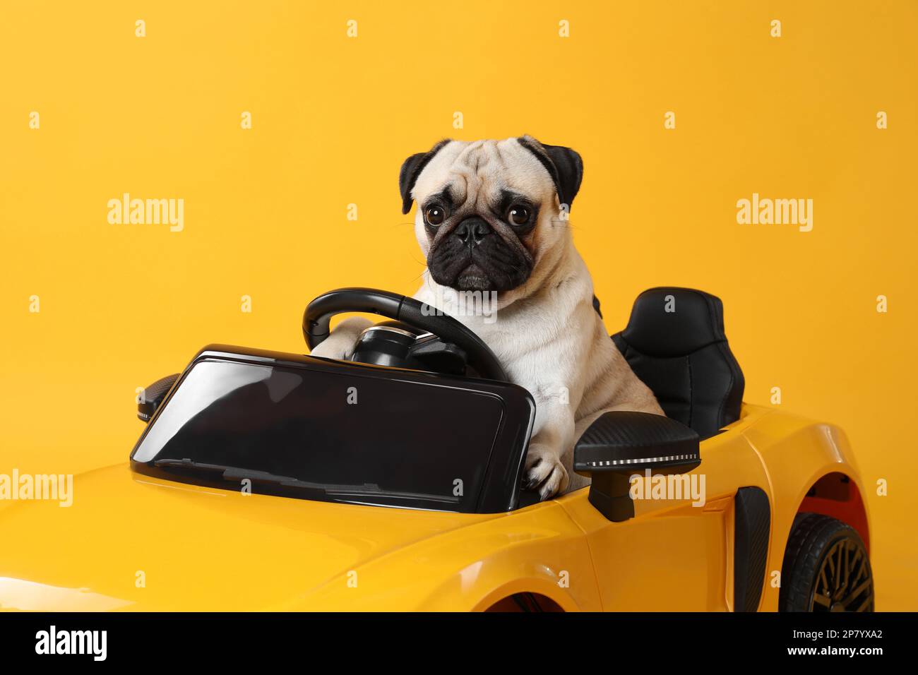 Adorable pug dog in toy car on yellow background Stock Photo - Alamy