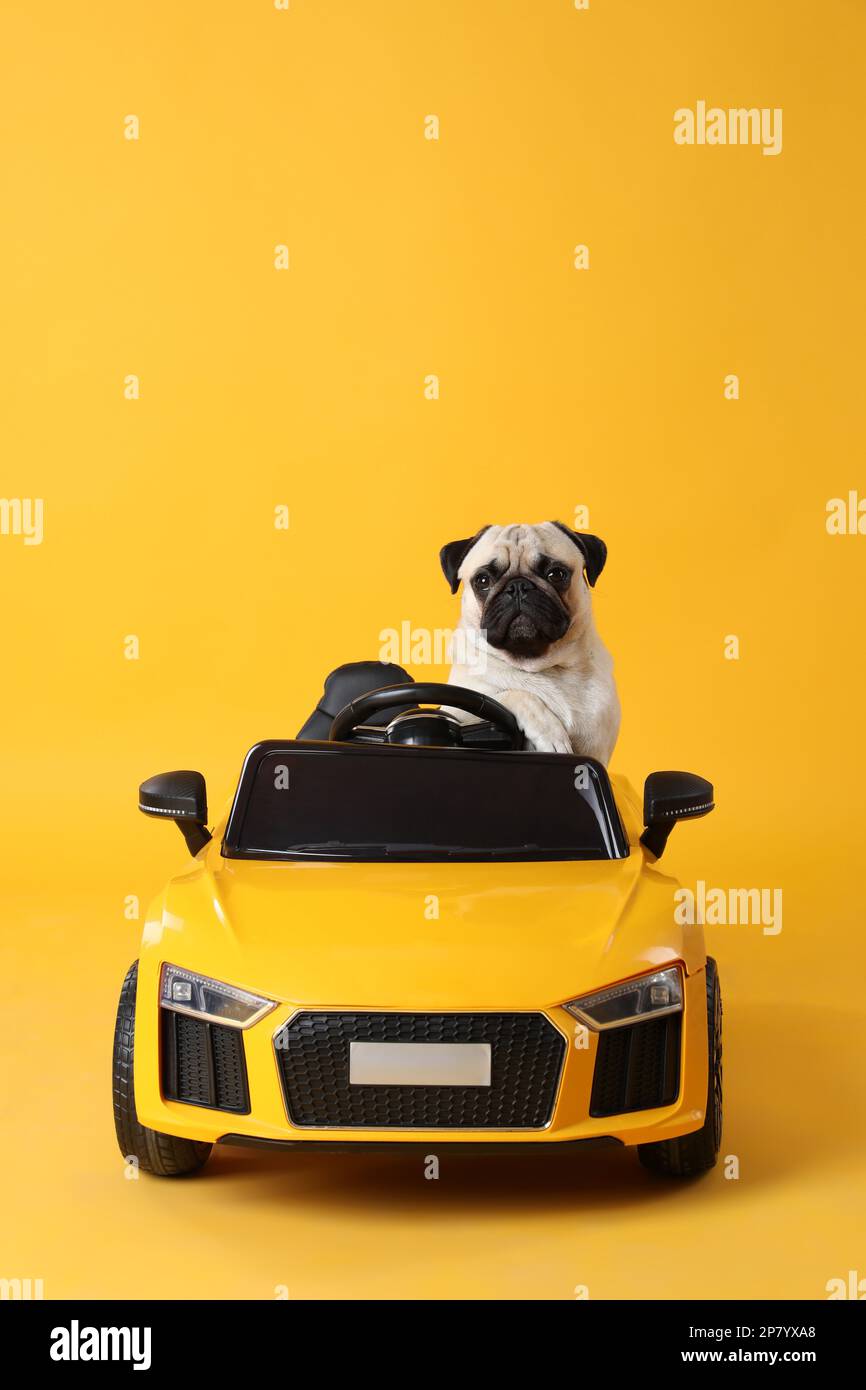 Adorable pug dog in toy car on yellow background Stock Photo - Alamy