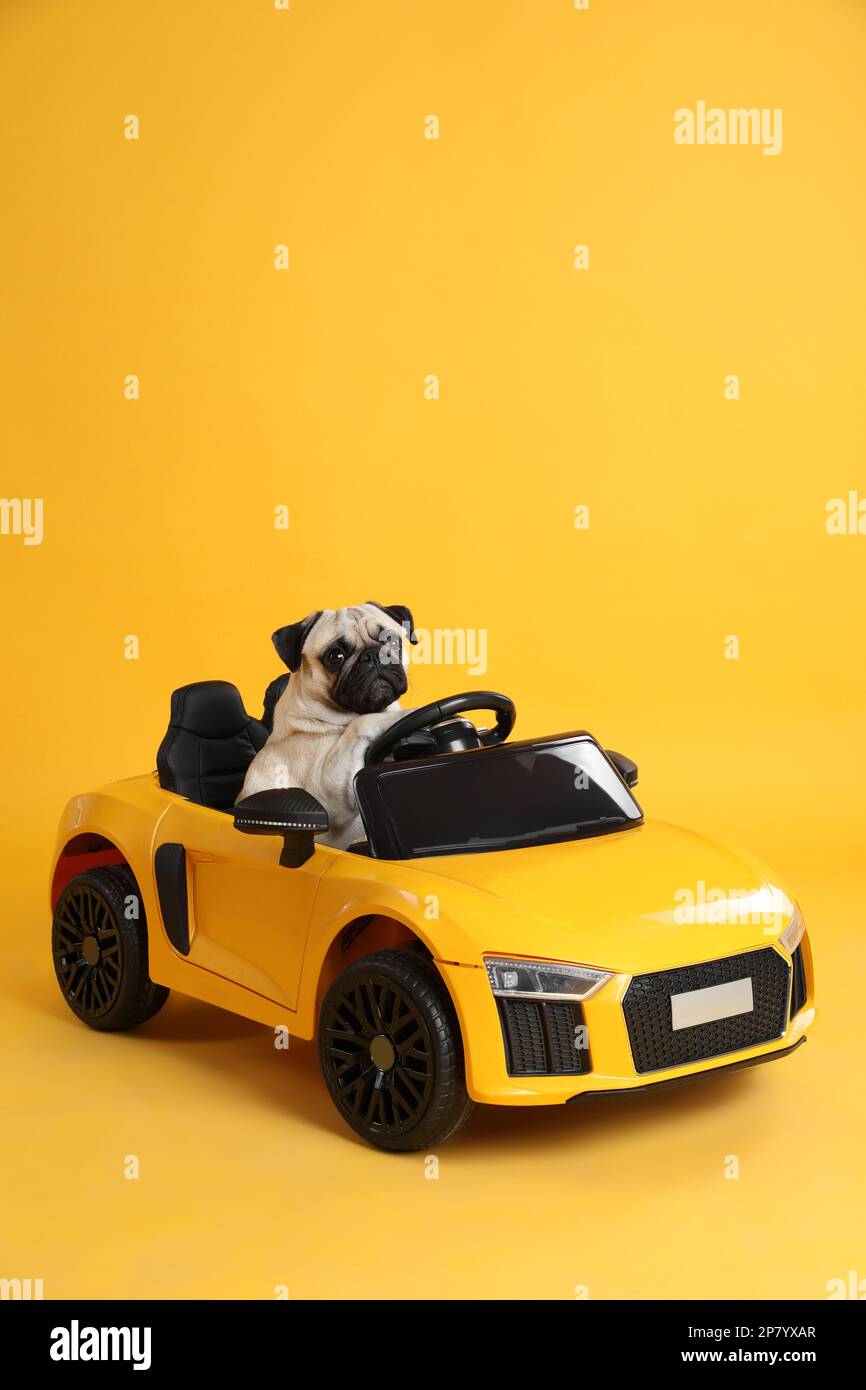 Adorable pug dog in toy car on yellow background Stock Photo - Alamy