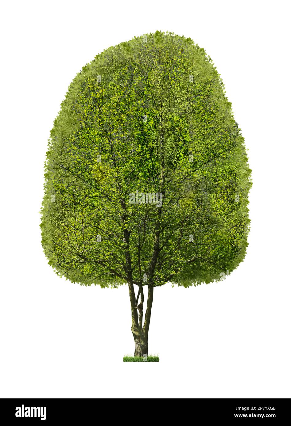 Beautiful tree with green leaves isolated on white Stock Photo - Alamy
