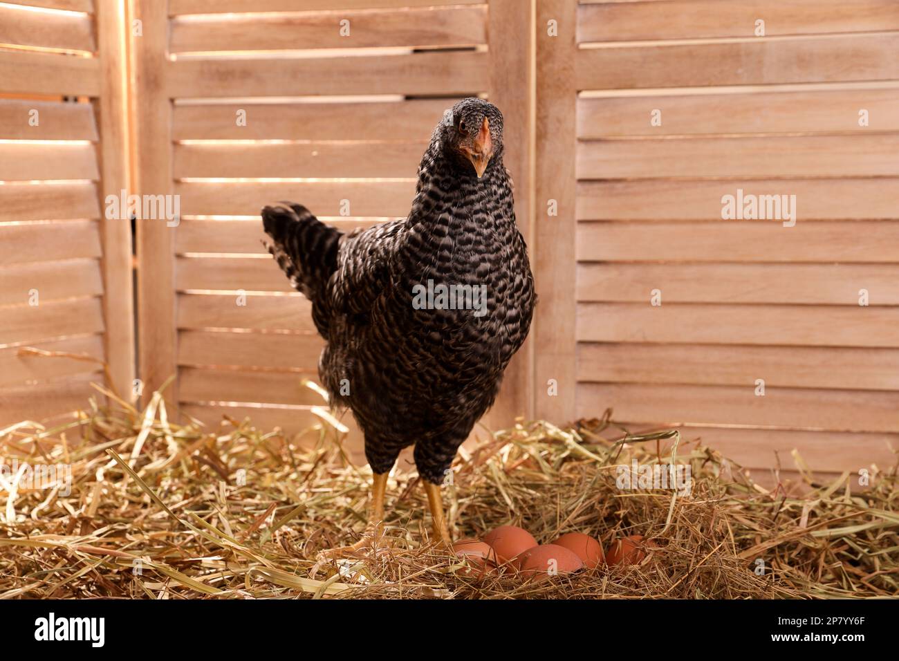 Beautiful chicken with eggs on hay in henhouse Stock Photo - Alamy