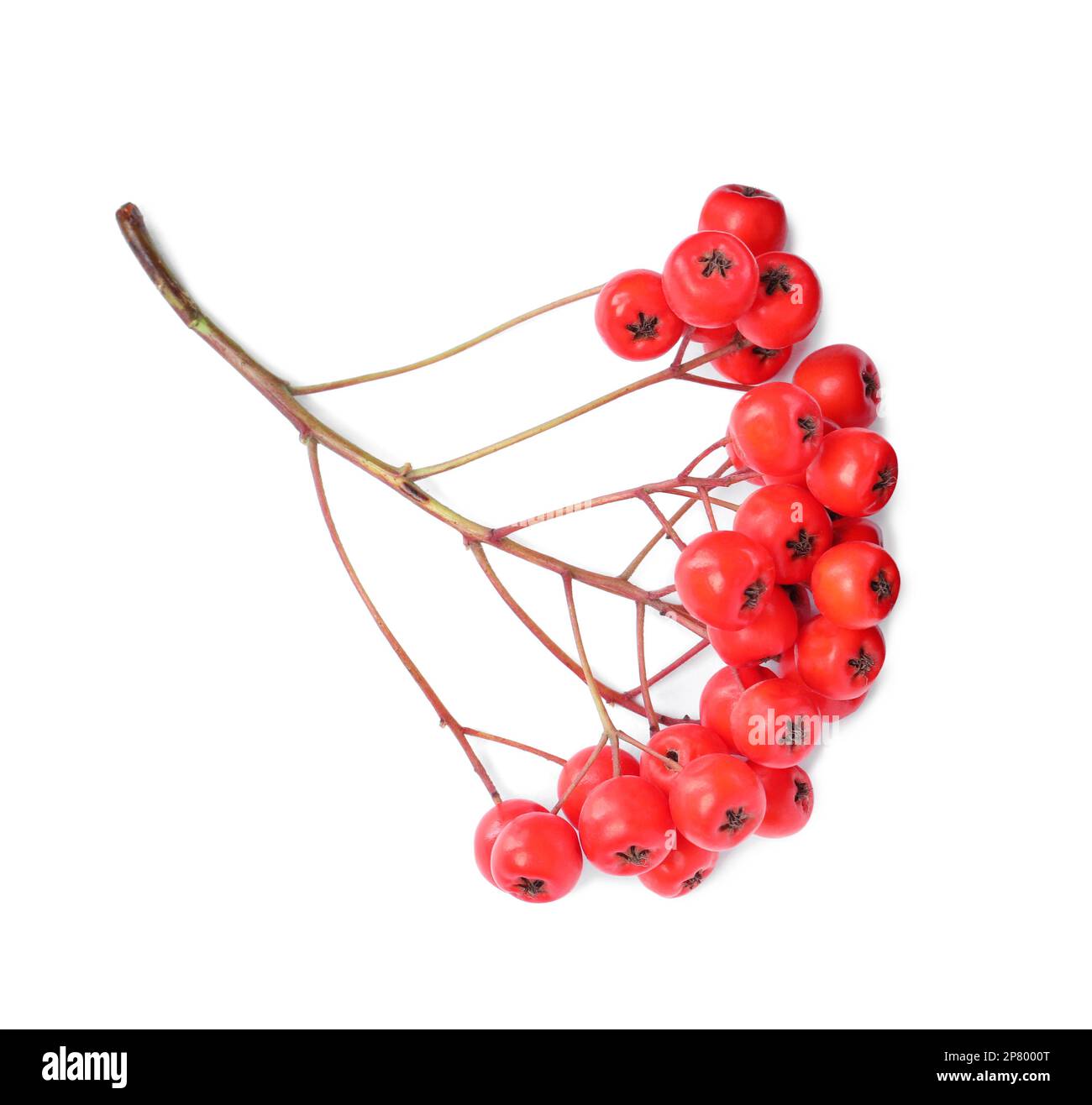 Shrub view Cut Out Stock Images & Pictures - Alamy