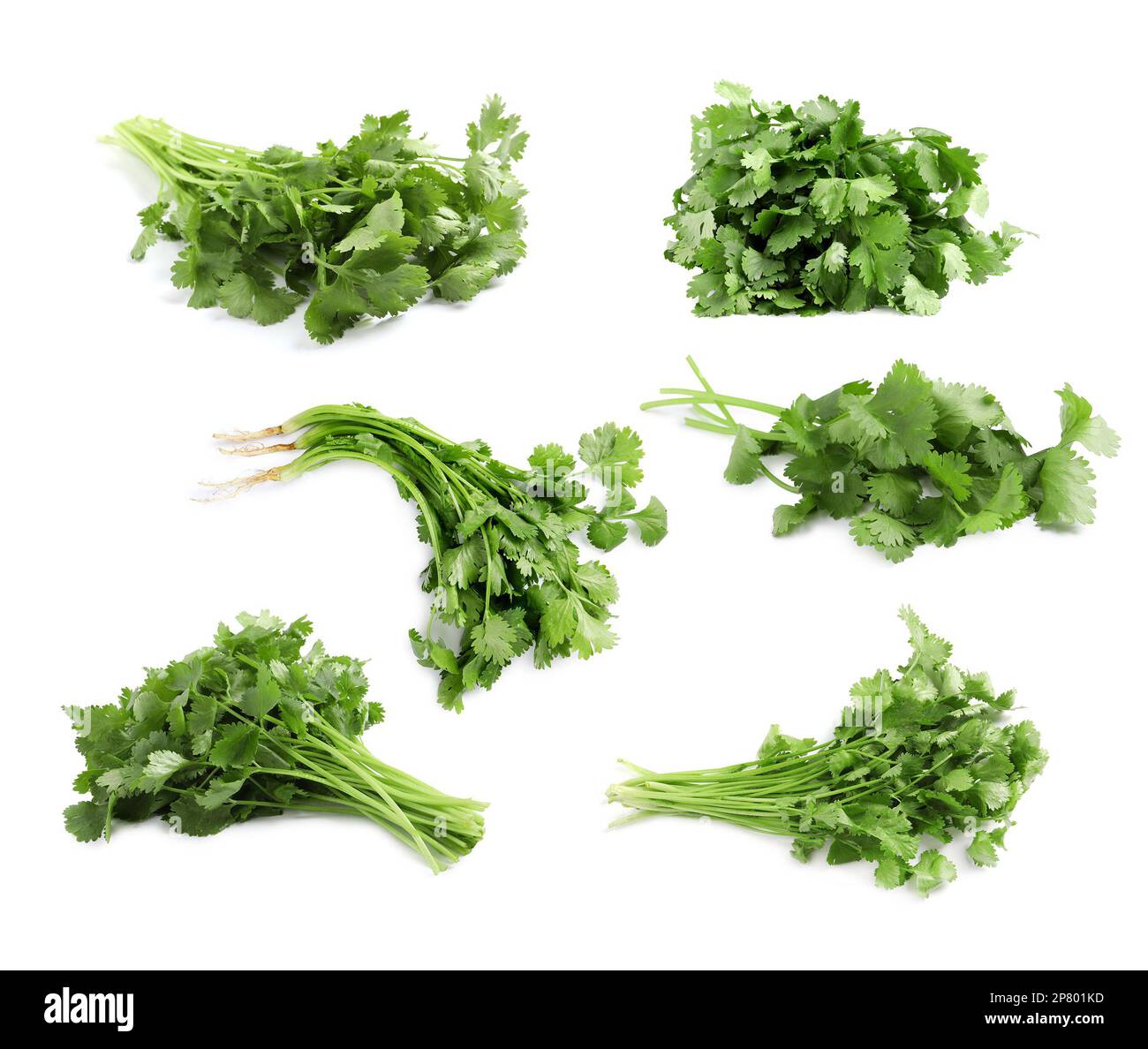 Set with fresh coriander on white background Stock Photo - Alamy