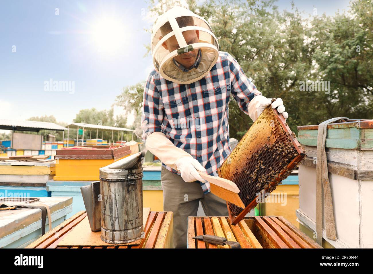 Beekeeper brushing bees from hive frame at apiary. Harvesting honey ...
