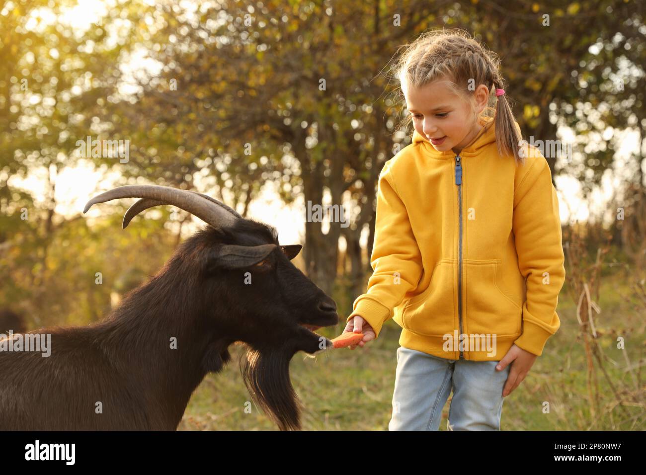 Farm animal. Cute little girl feeding goat on pasture Stock Photo - Alamy