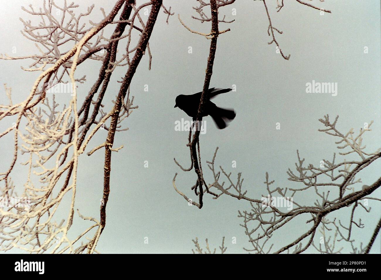 A bird on an icy winter branch Stock Photo - Alamy