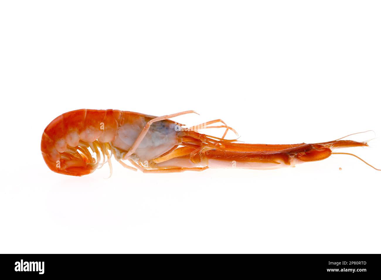 Shrimp on a white background Stock Photo - Alamy