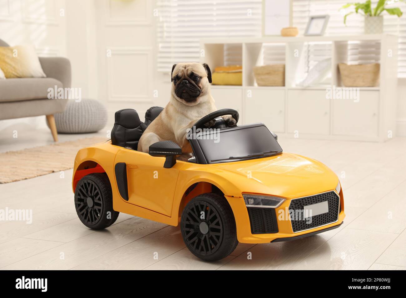Adorable pug dog in toy car indoors Stock Photo - Alamy