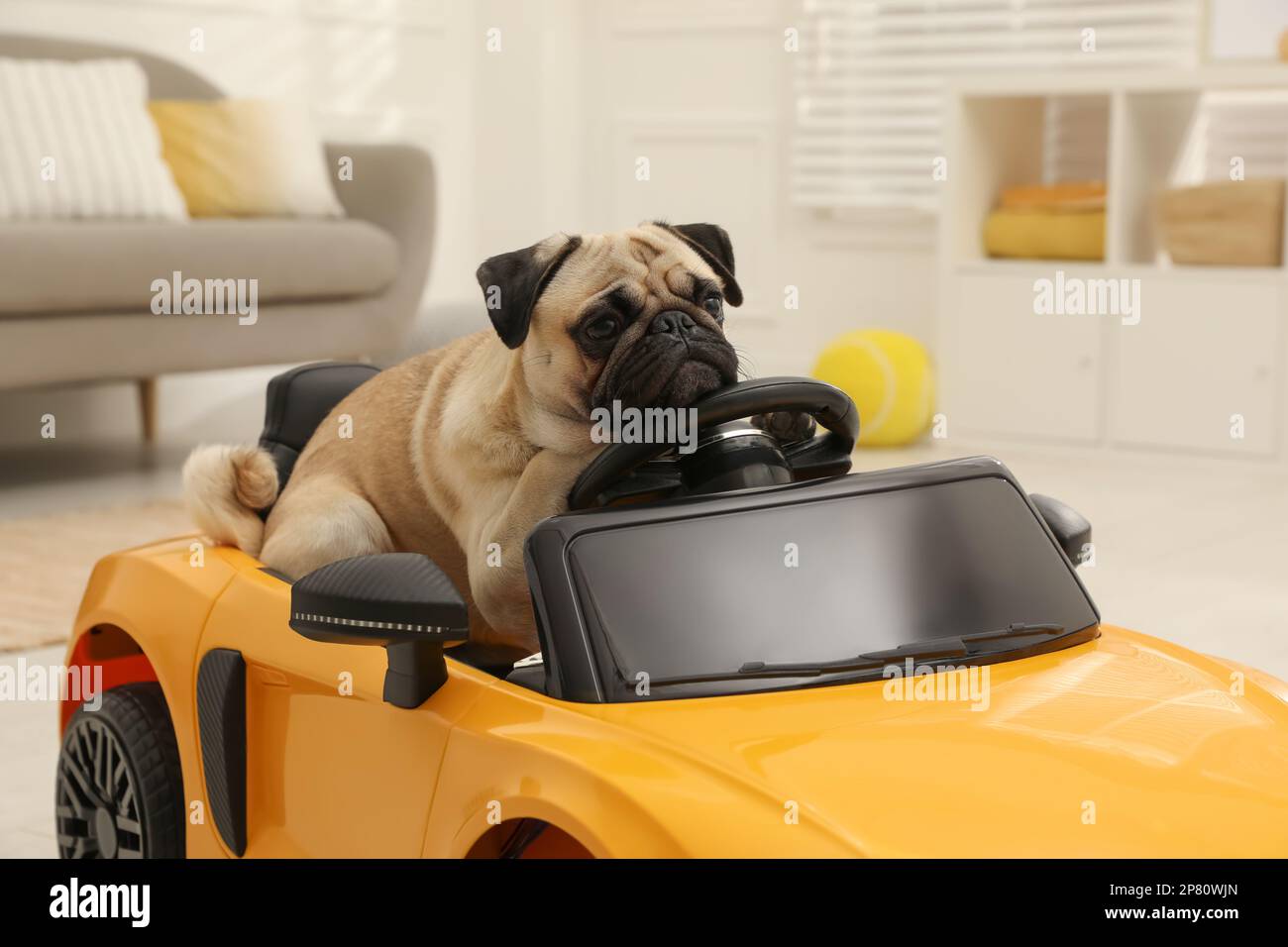Adorable pug dog in toy car indoors Stock Photo - Alamy