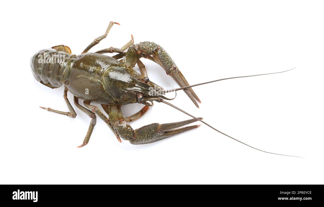 Freshwater view Cut Out Stock Images & Pictures - Alamy