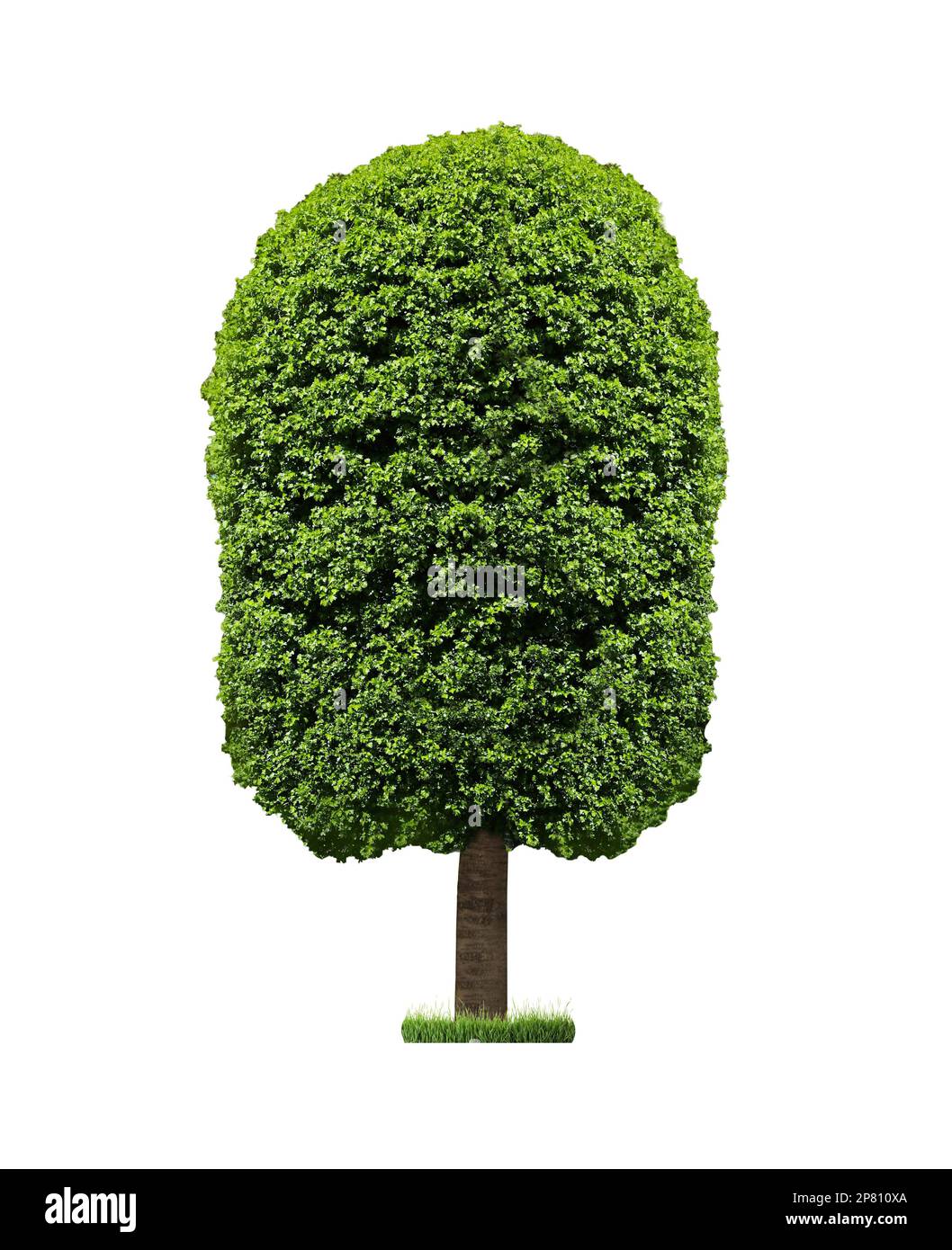 Beautiful tree with green leaves isolated on white Stock Photo - Alamy