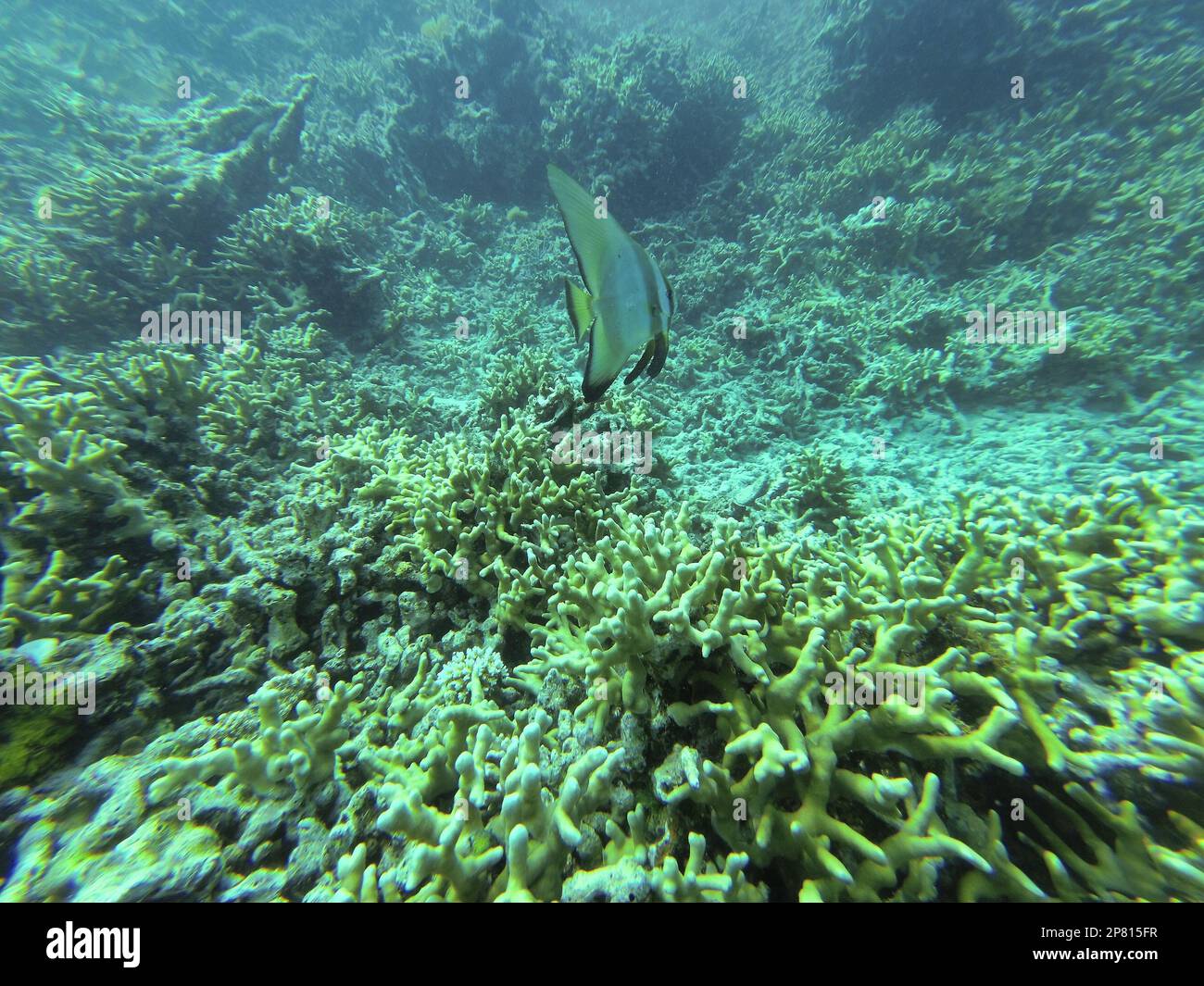 A batfish surrounded by white coral in Riung on Flores Stock Photo - Alamy