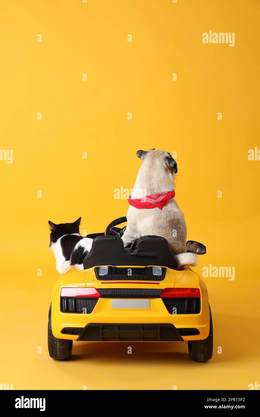 Dog driving cat hi-res stock photography and images - Alamy